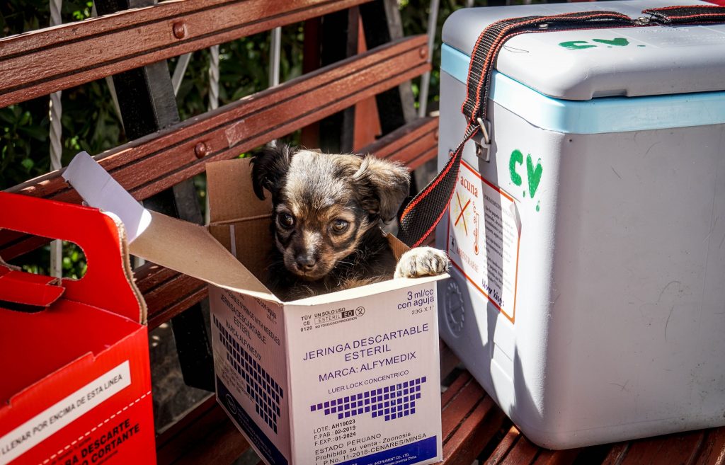 Campaña canina constó en la vacunación antirrábica – MUNICIPALIDAD ...
